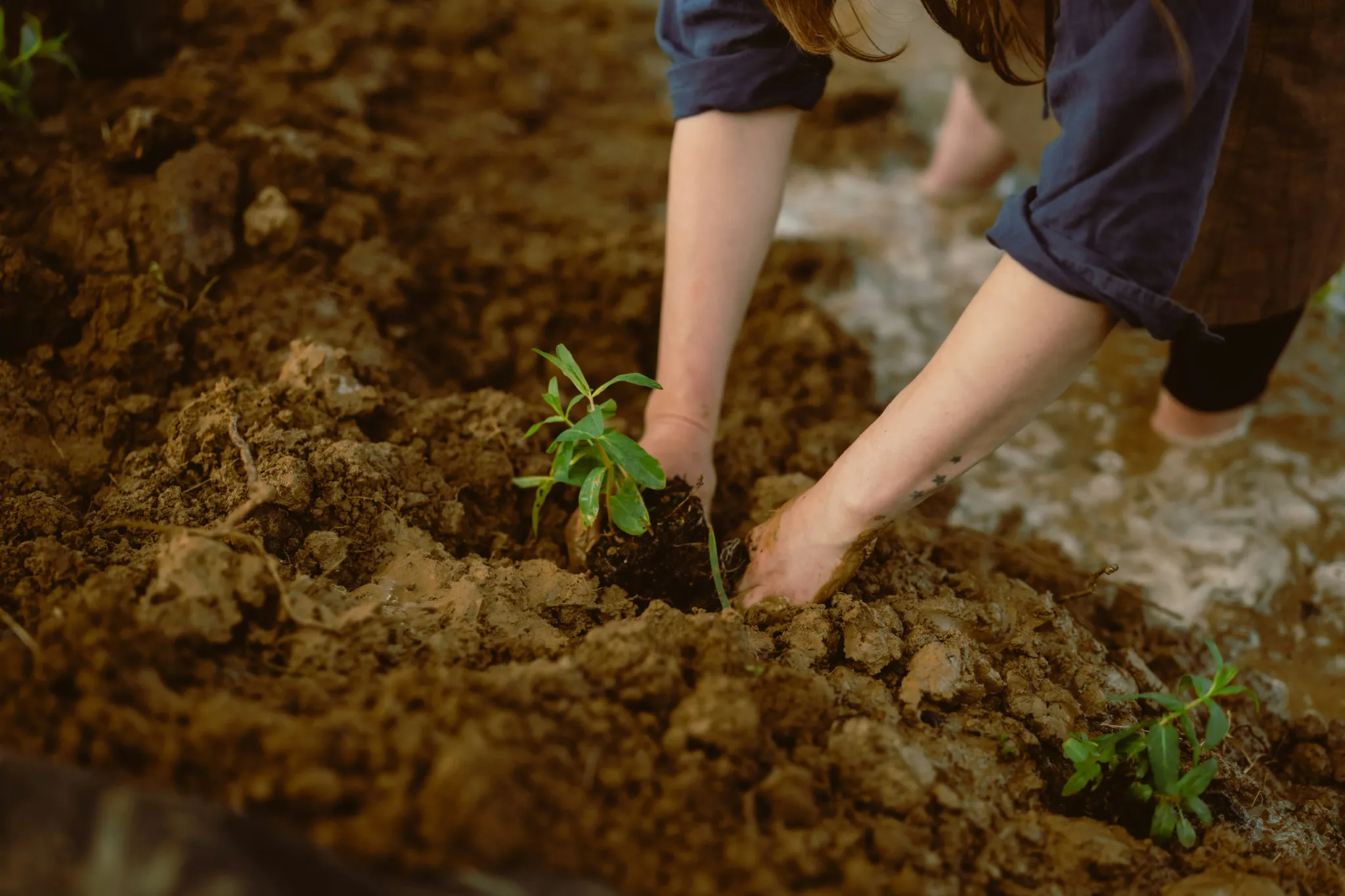 Holbæk Kommune planter 27 hektar ny skov i Grandløse og Knabstrup ...